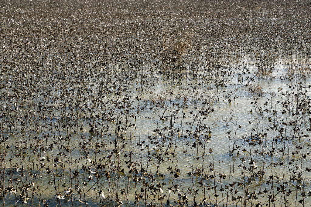 Cotton Hit Hard by Helene - Southeast AgNET
