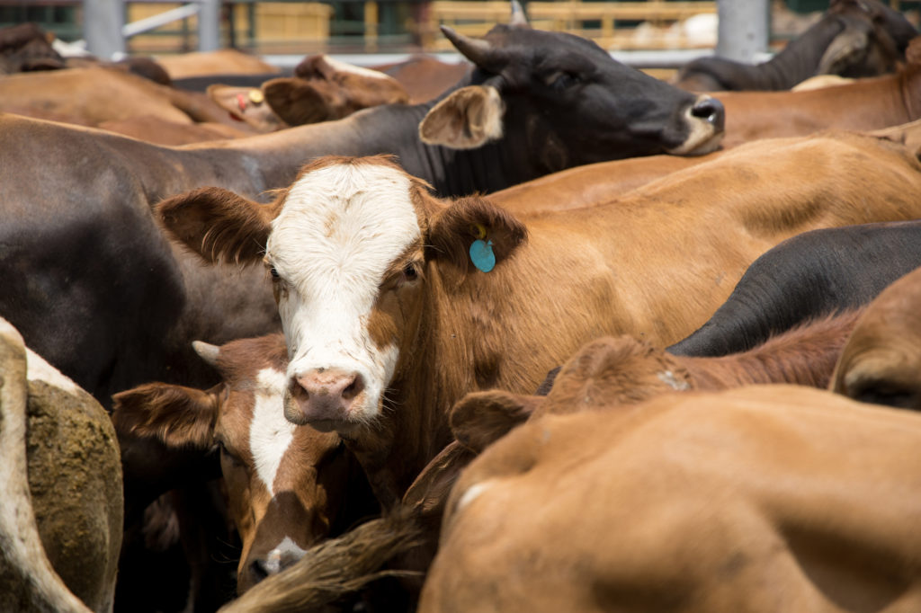 U.S. Cattle on Feed Down Slightly - Southeast AgNET
