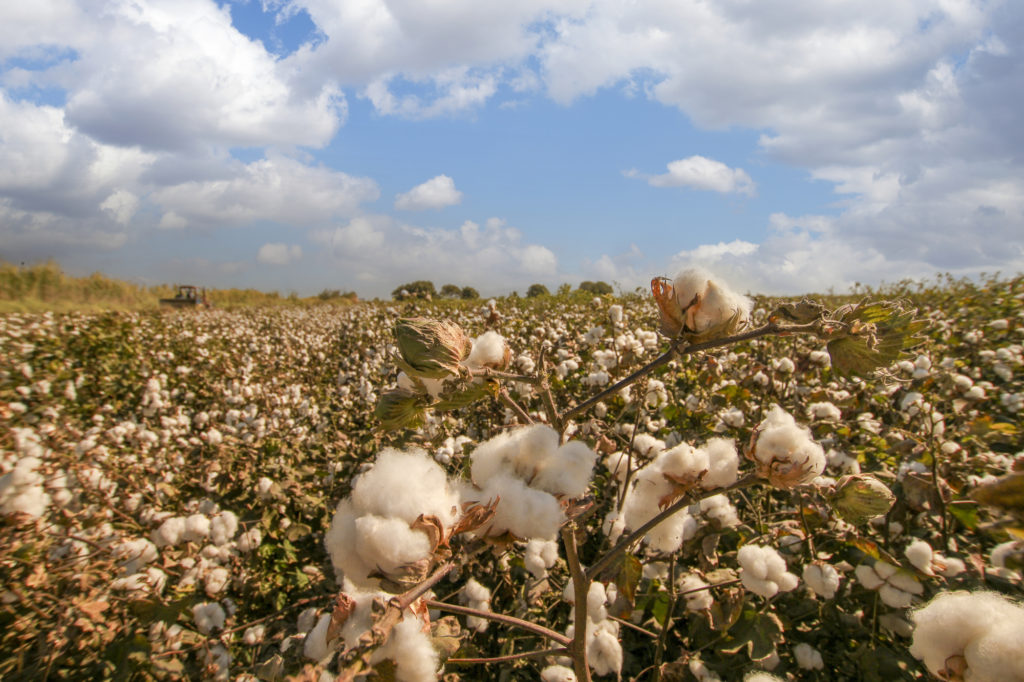 U.S. Cotton Trust Protocol Growers Can Now Apply for the Level 2 ...