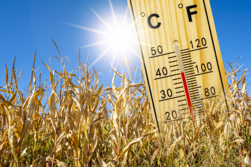 Heat Wave Crosses US - Southeast AgNET