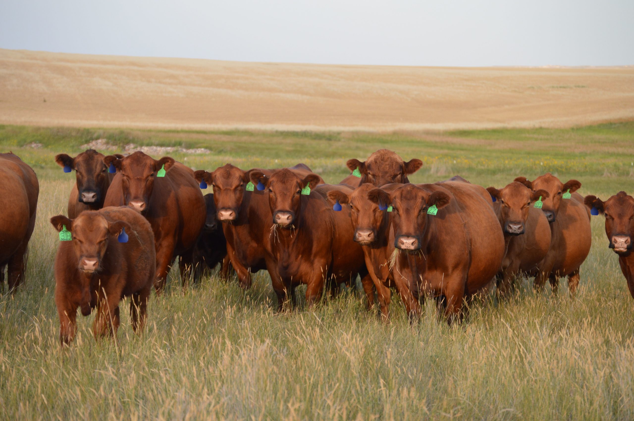 Sustainability for the Cattle Industry - Southeast AgNET