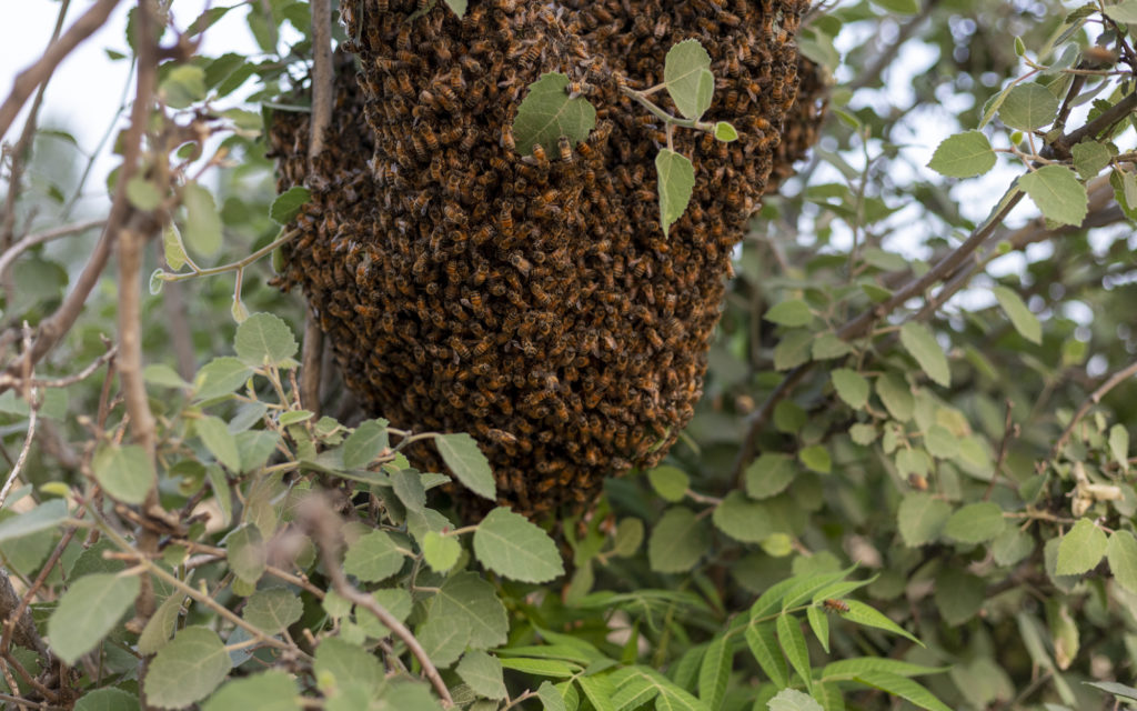 Africanized Honeybees Found in Alabama - Southeast AgNET