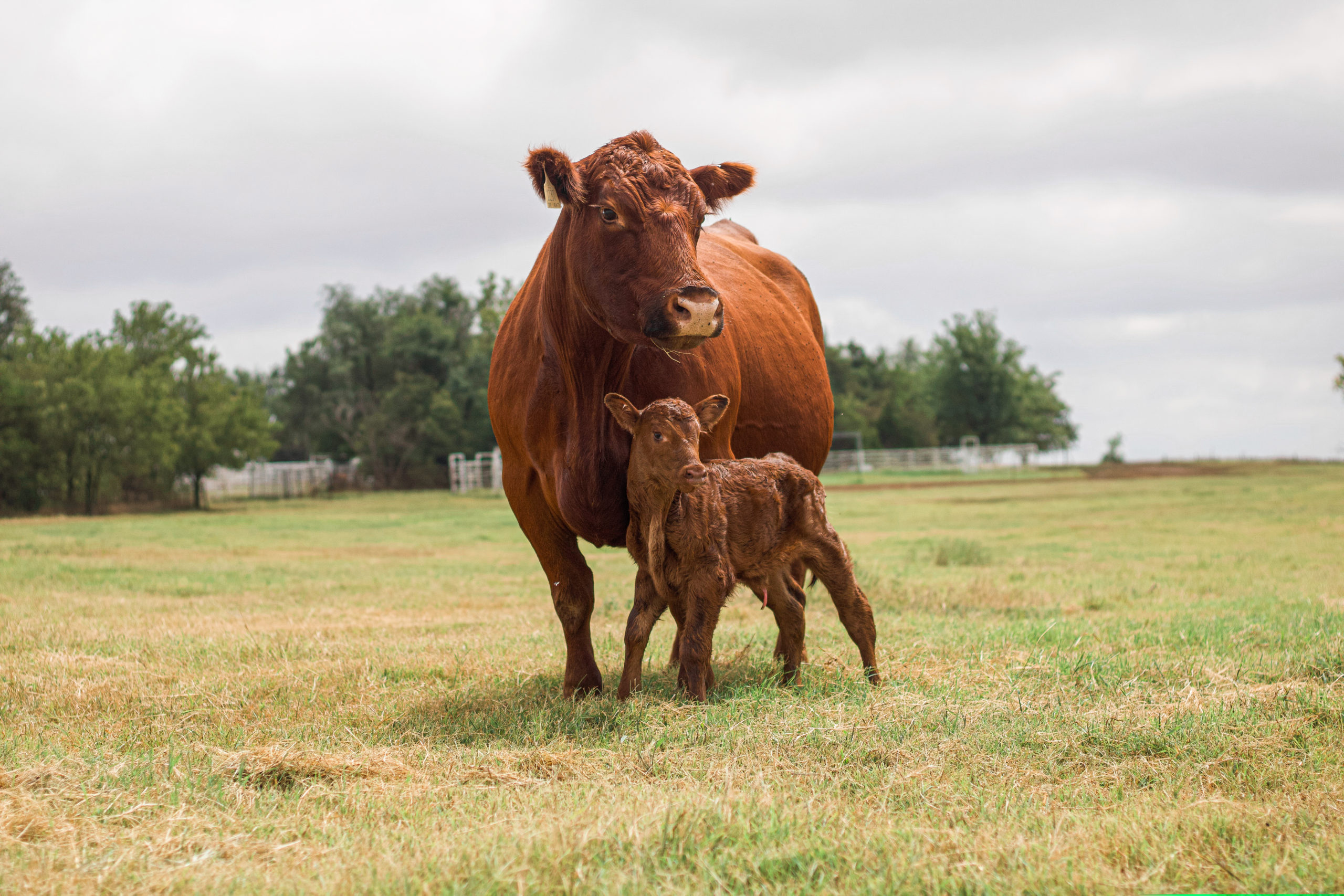 Developing Healthier Animals Through Gene Editing - Southeast AgNET