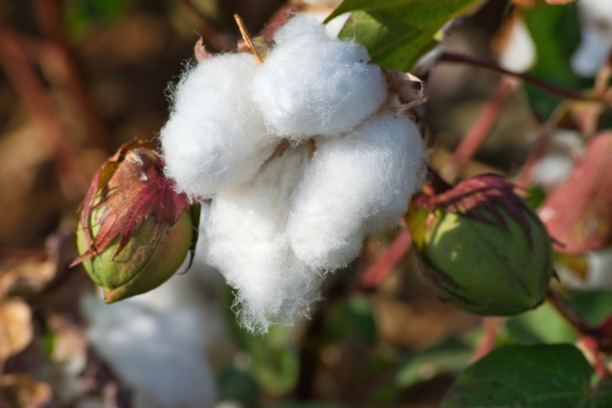 Cotton Condition Improving, Peanuts Ahead of Pace - Southeast AgNET