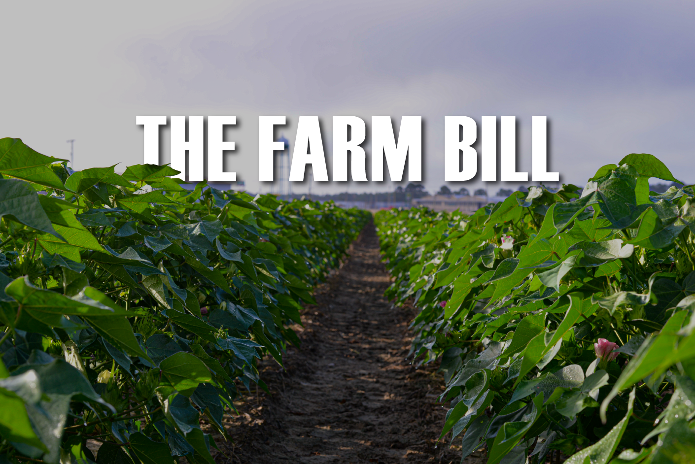 Farm Bill Extension Continues - Farm Bill Southeast AgNET