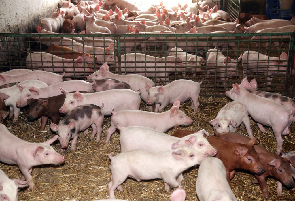 USDA Releases Beef and Pork Production and Pricing Forecasts ...
