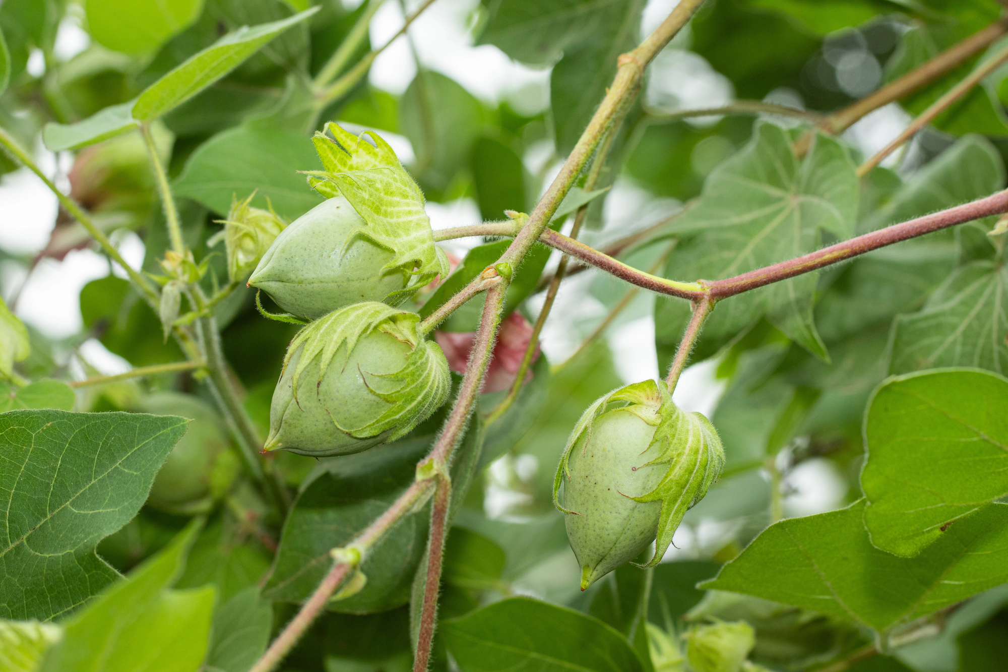 USDA Cotton Report - USDA-NASS - Southeast AgNET