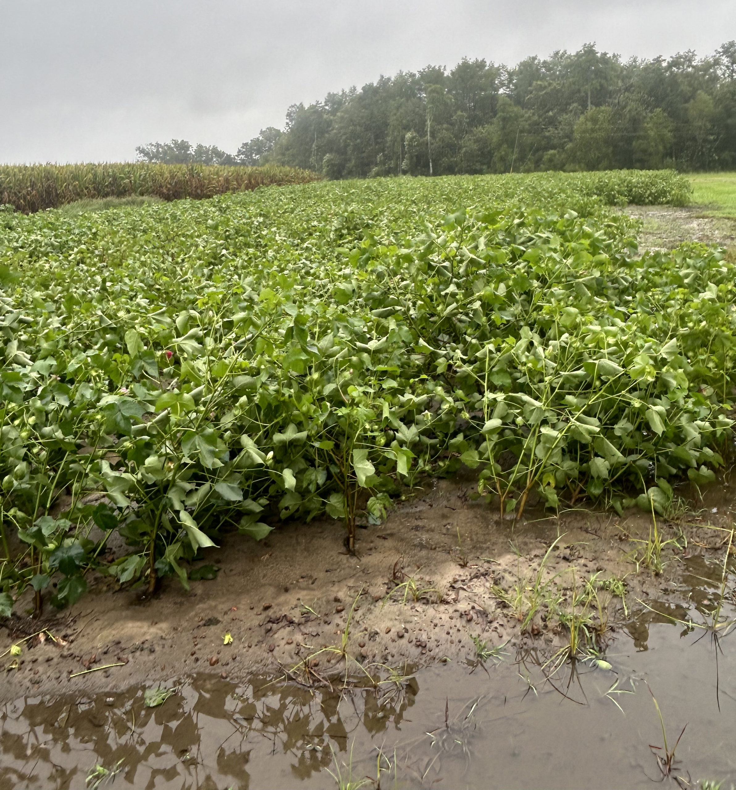 Washed Out: Southeast Georgia Cotton Fields Under Water Following ...