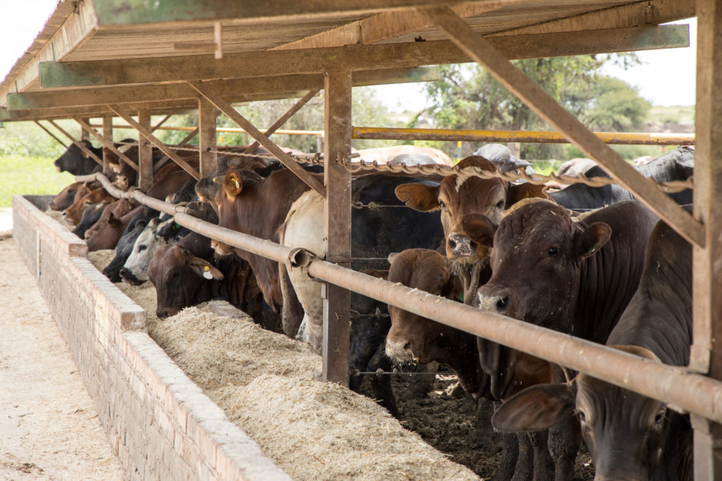 New Report Shows Slightly Higher Cattle Inventory Numbers - Southeast AgNET