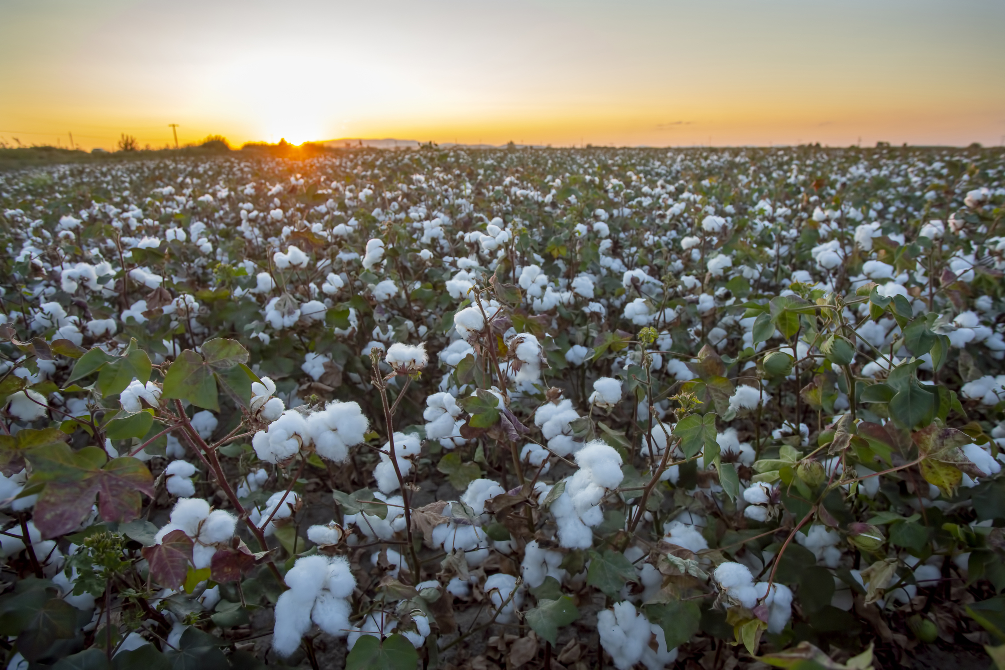 Florida Cotton Growers Association Annual Meeting is Friday - Southeast ...
