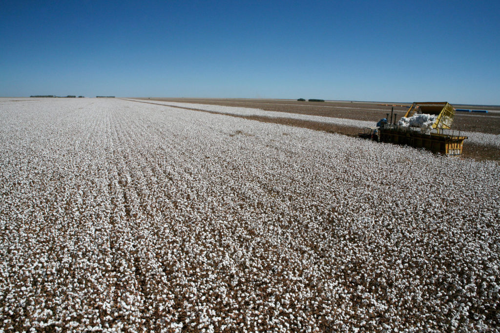 Helene and Southeast Cotton Crop Progress - USDA-NASS Southeast AgNET
