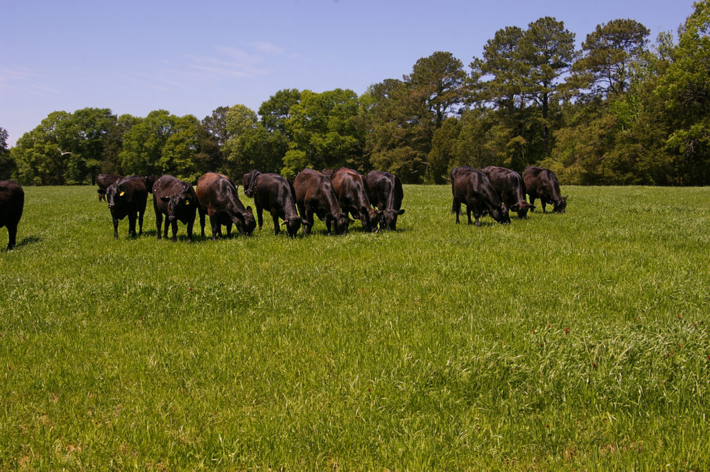 Conservation Easements Program Sign-up Ends Friday in Georgia ...