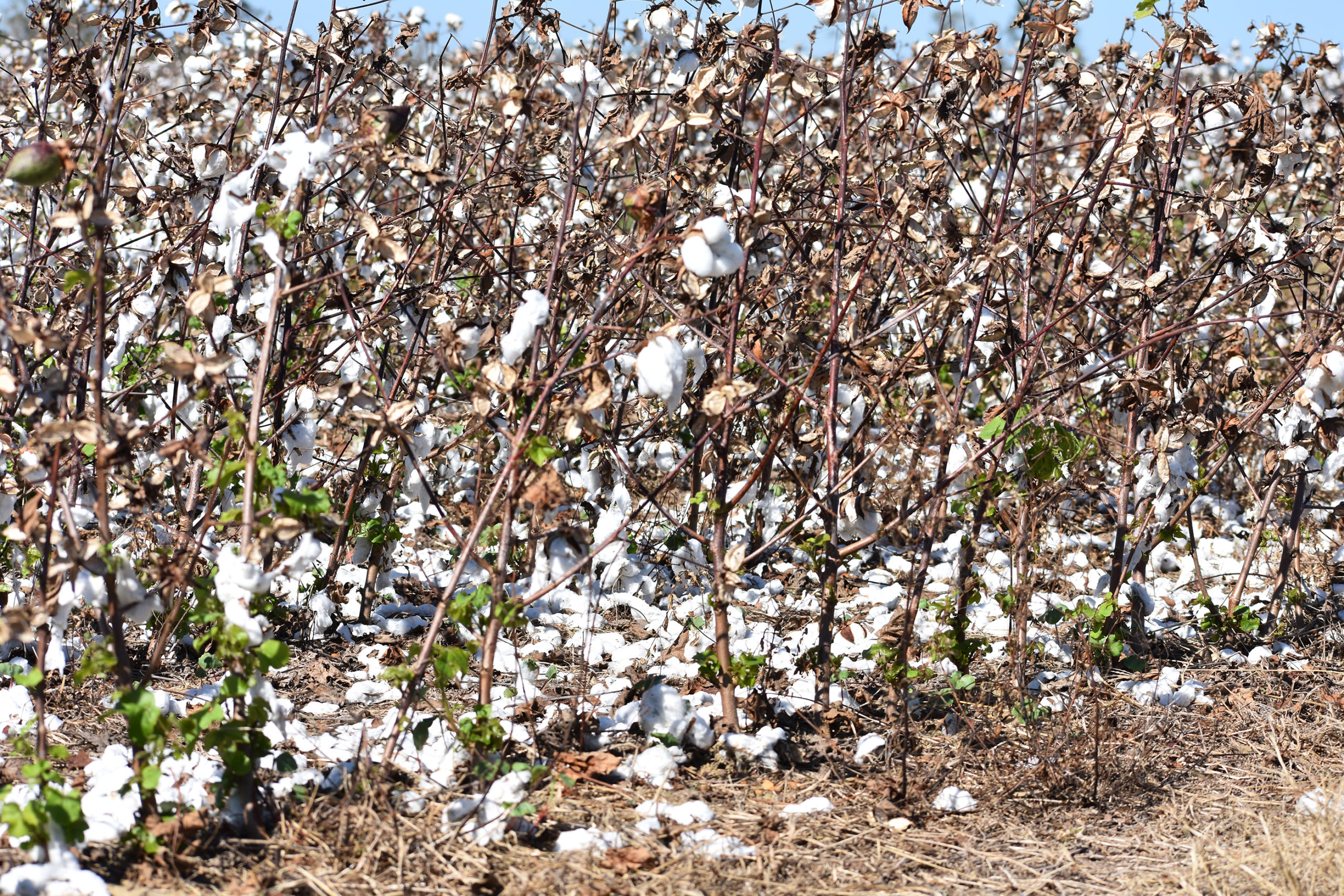 Georgia Impact: Between 500,000 and 600,000 Cotton Bales Lost Following ...