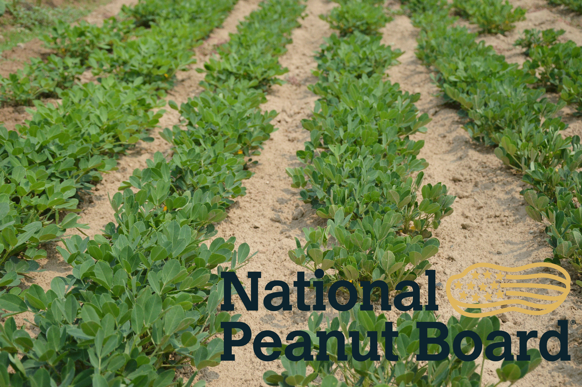 National Peanut Board Organizing New College Club - Peanuts Southeast AgNET