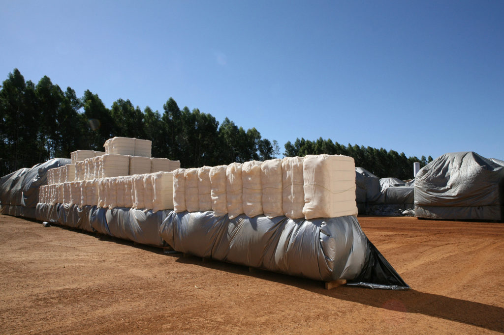 USDA Releases January Cotton Crop Report - Cotton Southeast AgNET