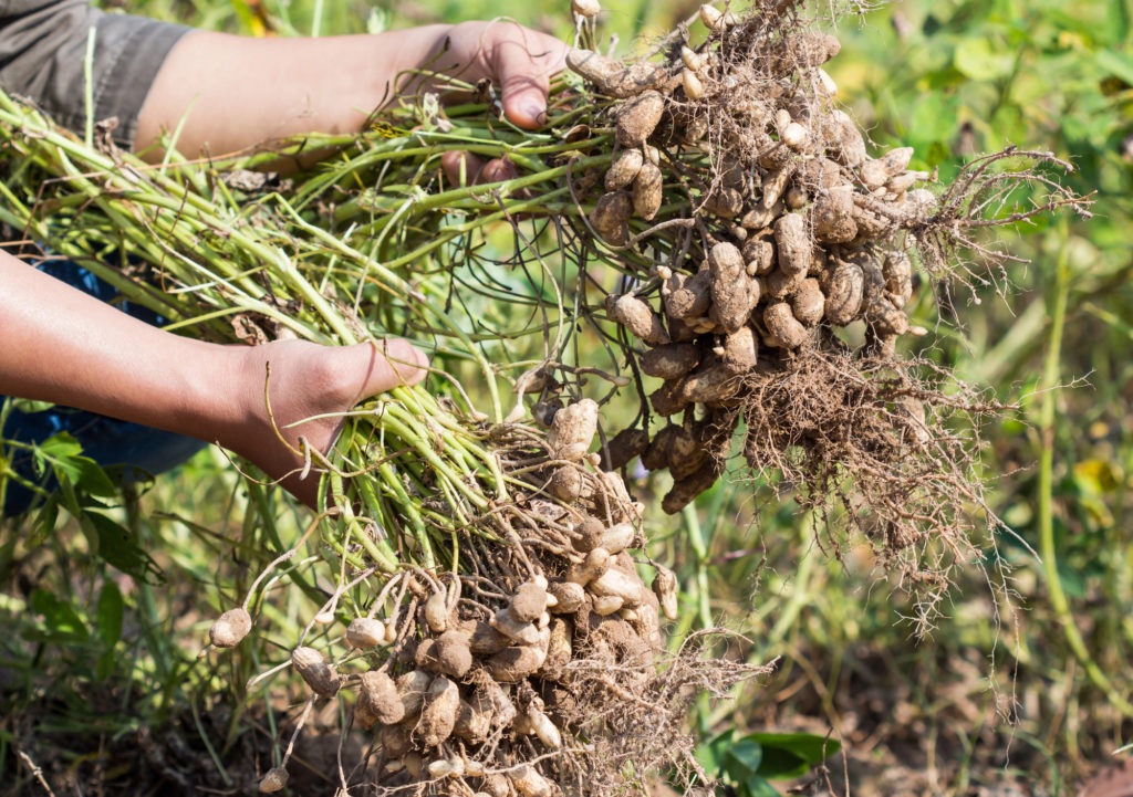 Peanut Harvest Continues to Roll Along - Southeast AgNET