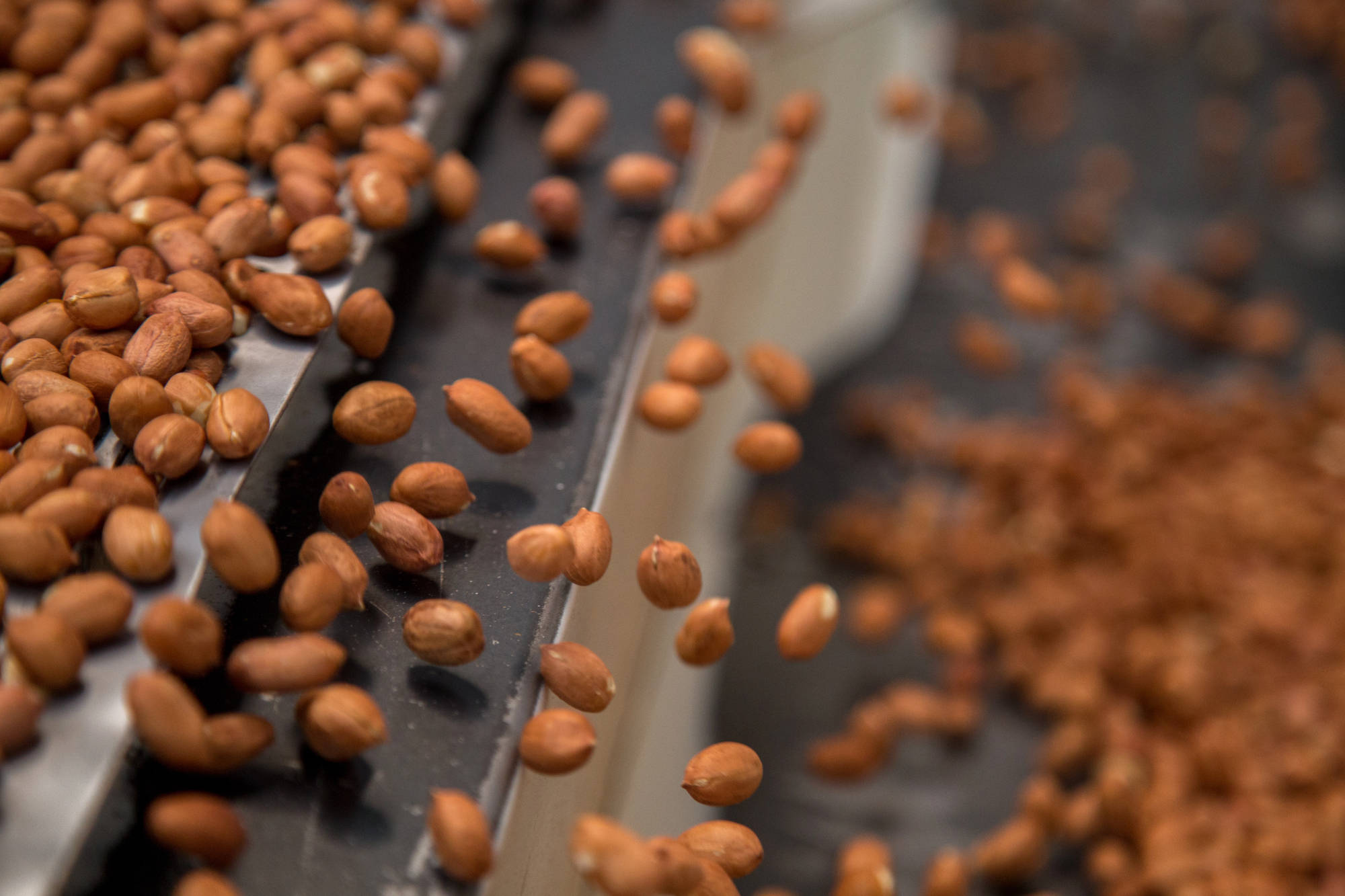 Peanut Production Forecast Up from October - Peanuts Southeast AgNET