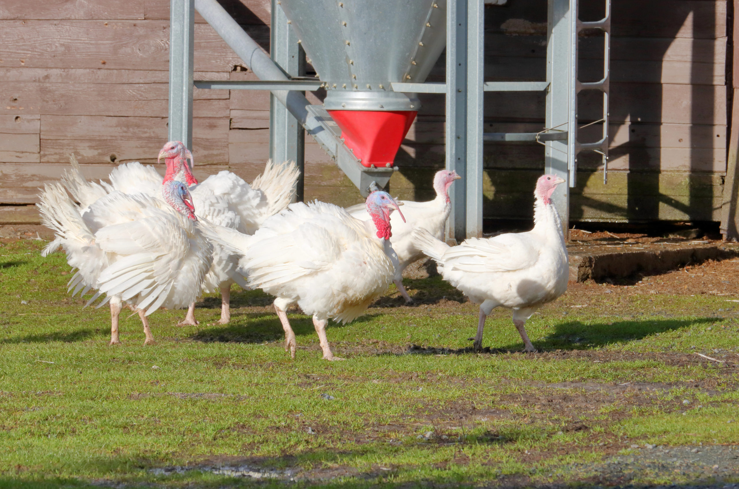 Turkey Production Down From 2023 - Poultry Southeast AgNET