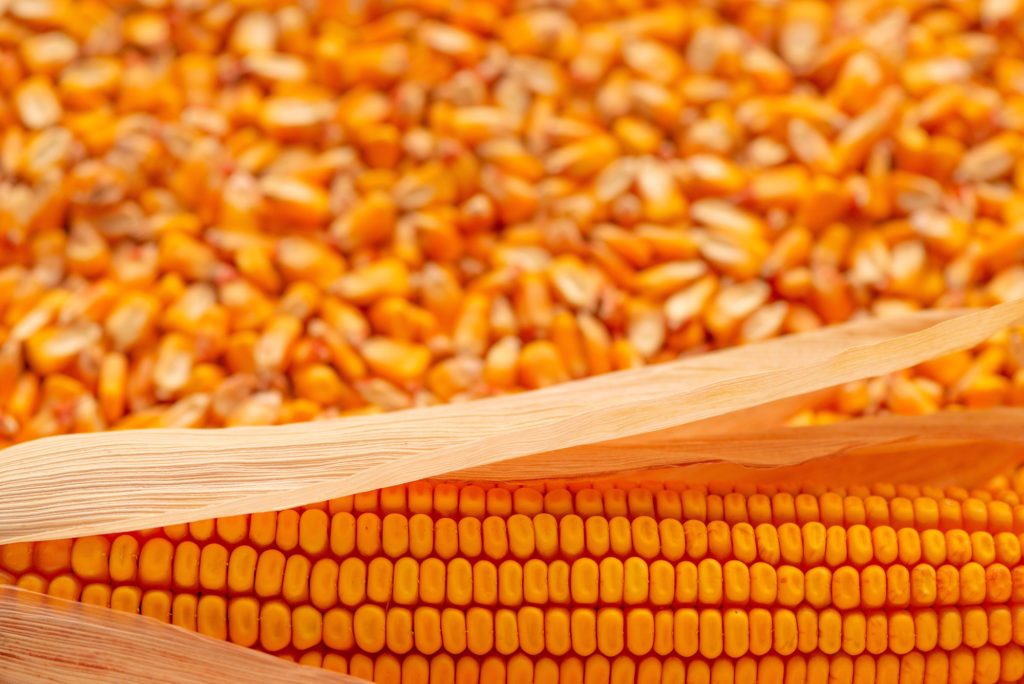 American Agriculture History Minute: Garst and Thomas Hybrid Corn Seed ...