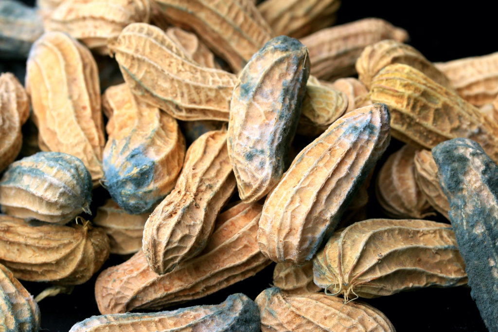 Research Continues to Keep Fungal Disease Out of U.S. Peanuts ...