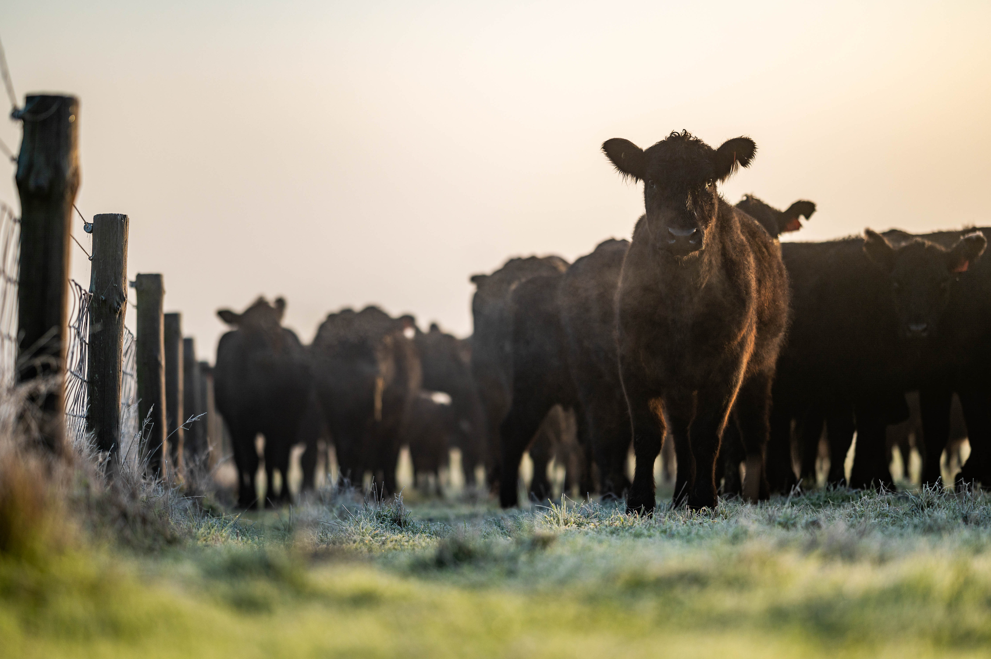 Research Efforts with Genetics and a Beef-Dairy Cow Hybrid - Beef ...