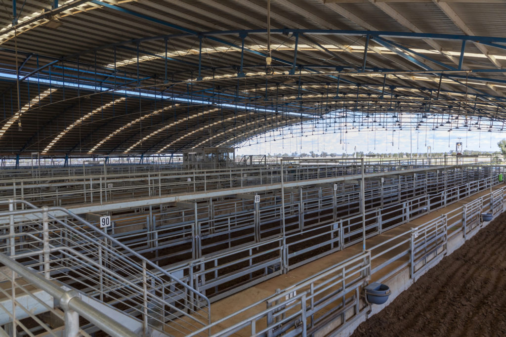 Couple of Surprises in the Year’s Cattle Market - Southeast AgNET