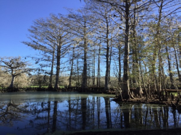 FDACS Announces Preservation of Two Florida Family Farms - Southeast AgNET