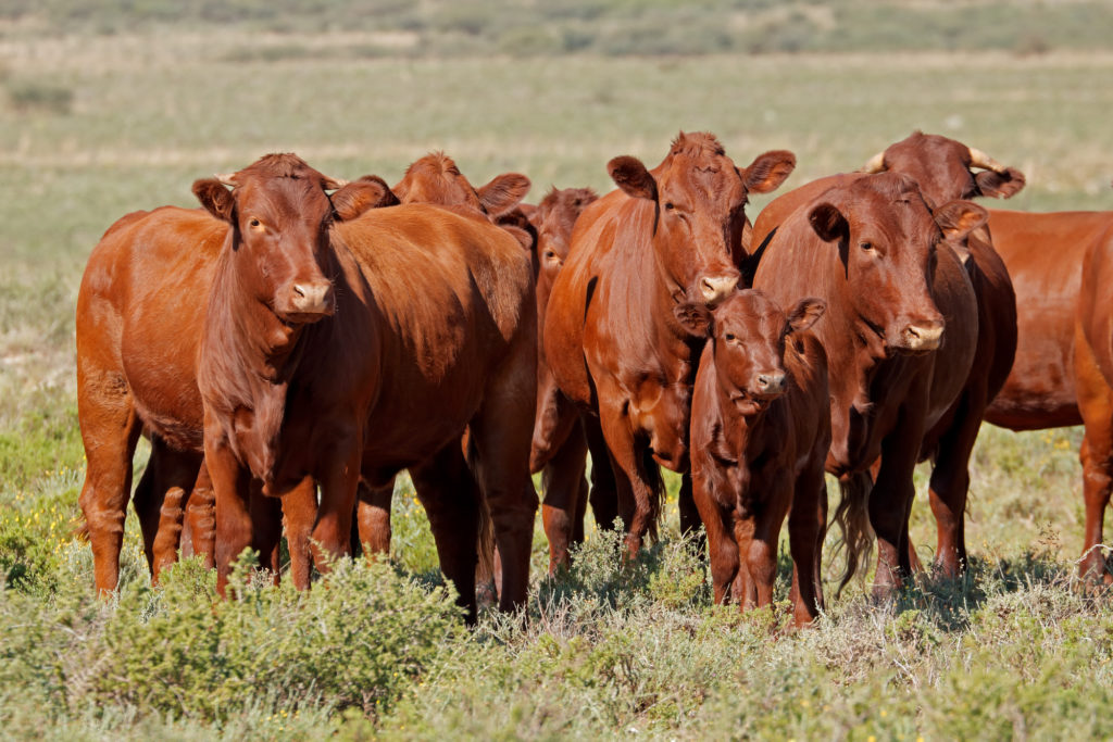 Looking Ahead at Annual Cattle Inventory Report - Southeast AgNET