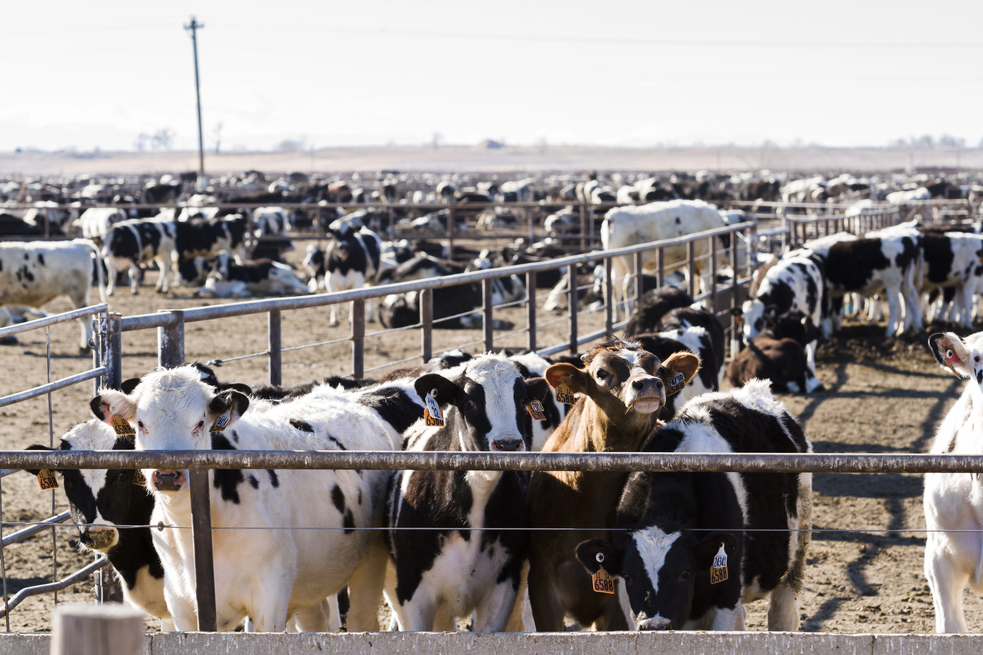 U.S. Cattle on Feed Down One Percent - Cattle Southeast AgNET