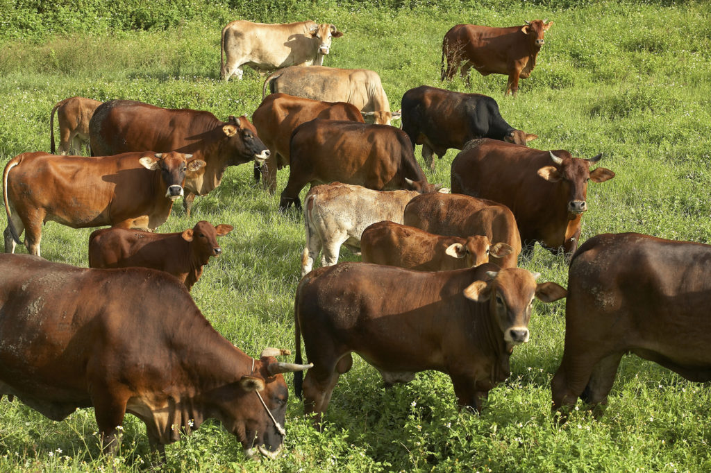 UGA Beef Team Hosting NWS Webinar - Cattle Southeast AgNET