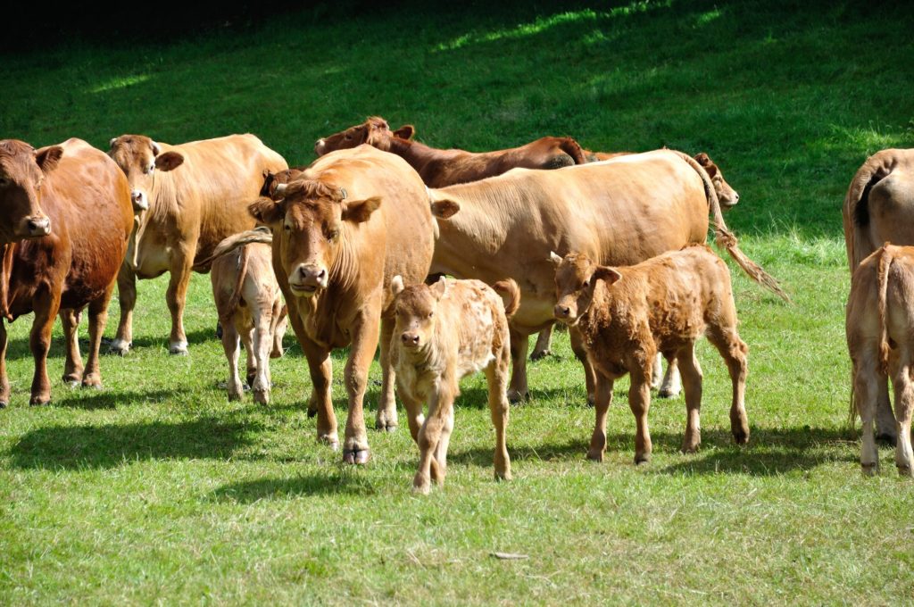 Grazing Considerations For Georgia Livestock Producers - Southeast AgNET