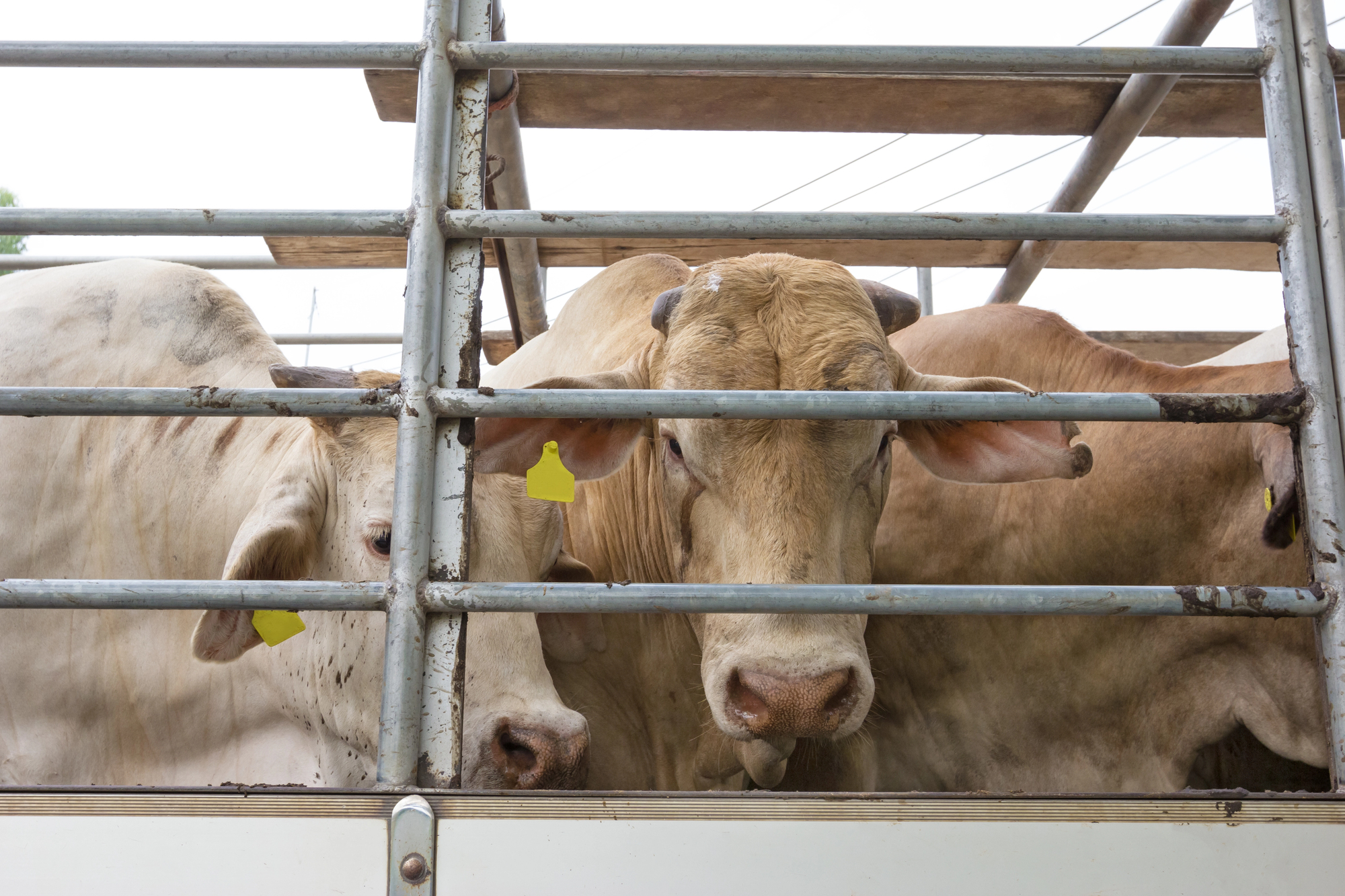 USDA Shares Beef and Cattle Price and Production Outlook - Beef ...