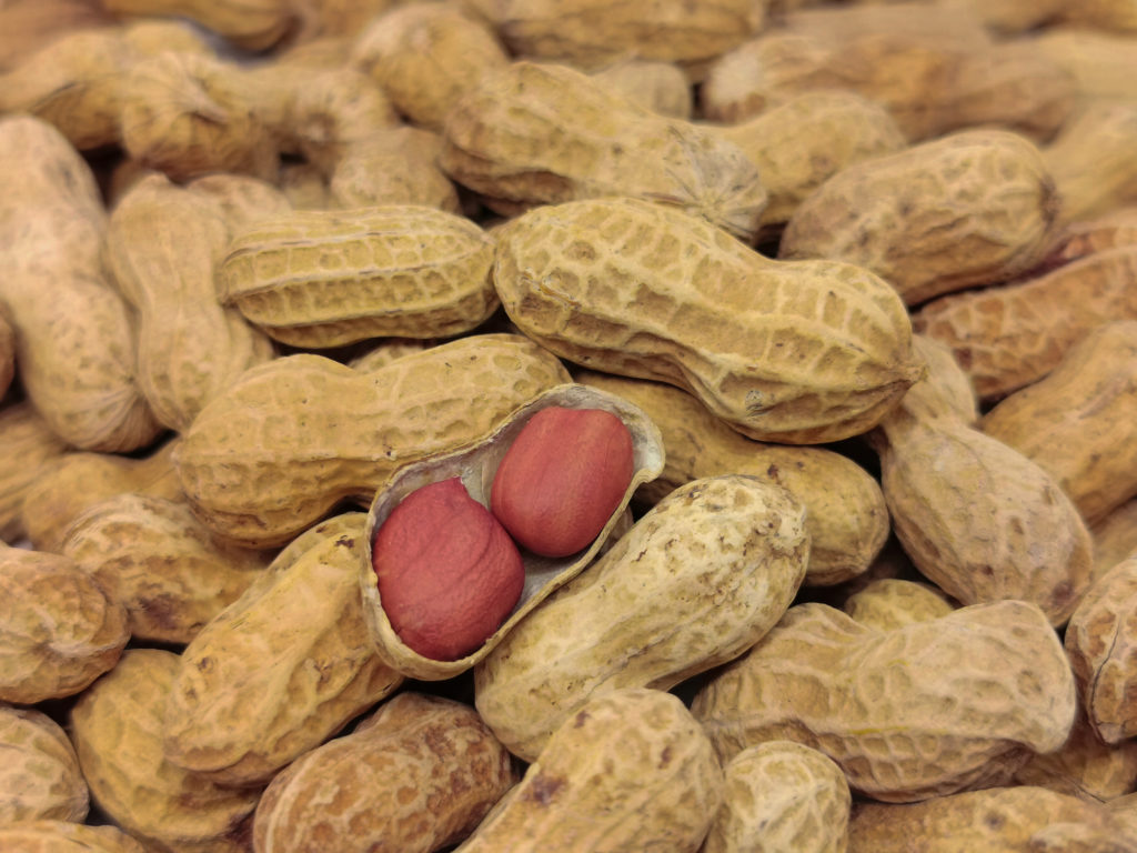 Checking Peanut Seed Samples - Peanuts Southeast AgNET