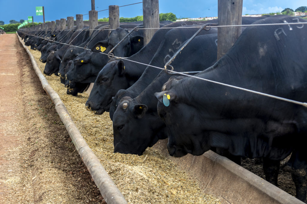 USDA Releases The April 2025 Cattle on Feed Report - Southeast AgNET