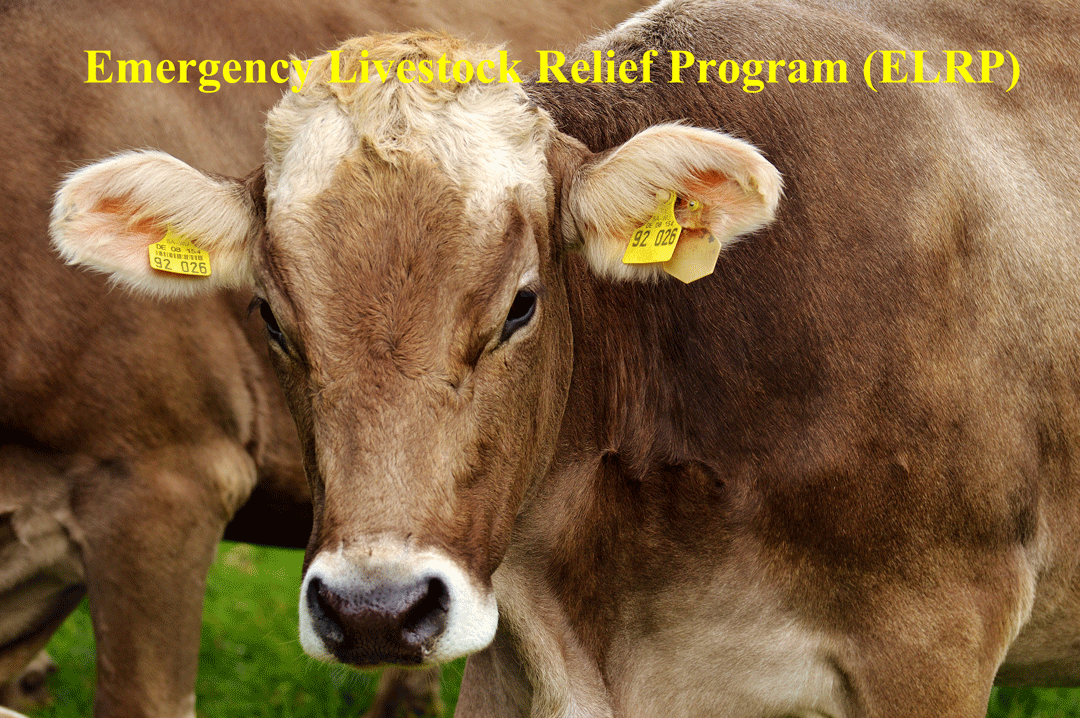 USDA Payments Under ELRP Arriving Soon to Producers - Funding Southeast ...