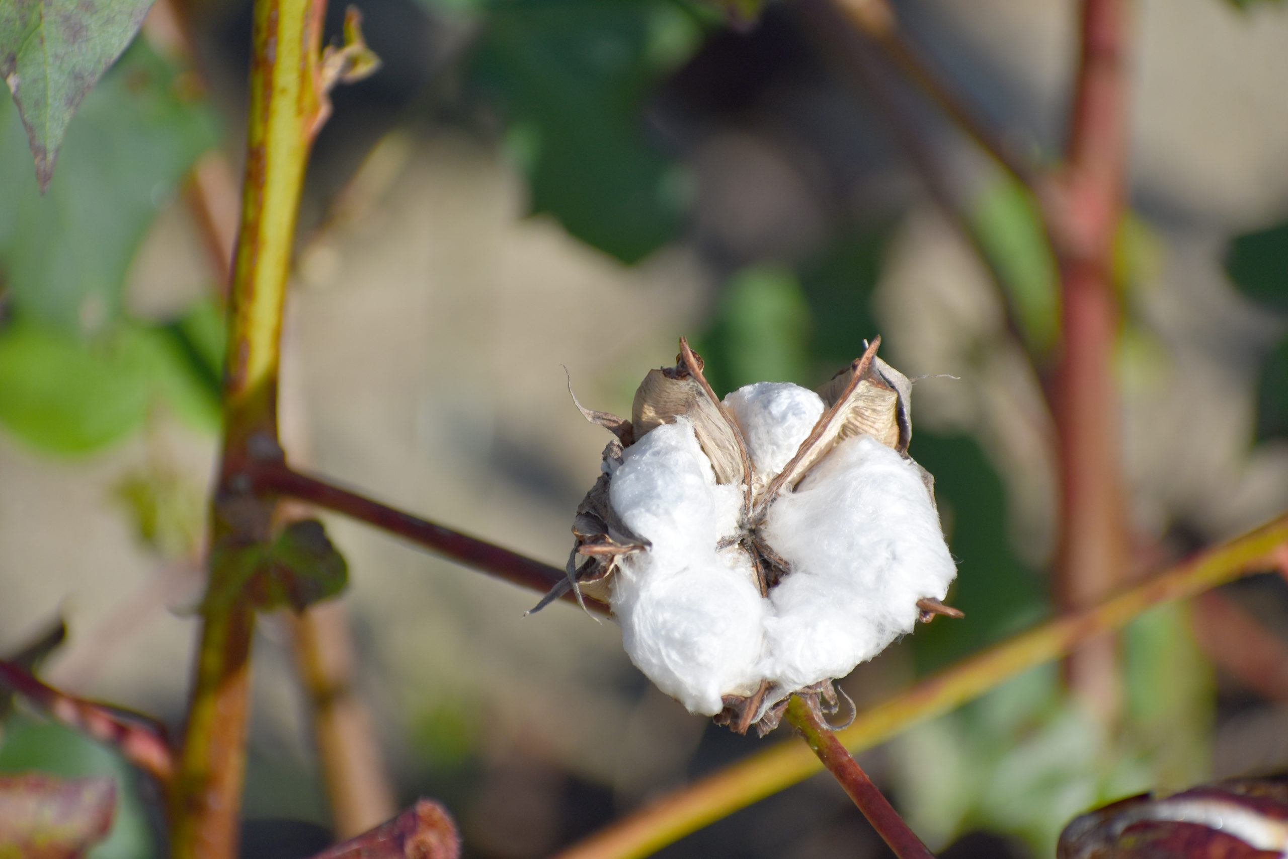 Drought Impact: Cotton Growers Should Kill Cover Crops Sooner Rather ...