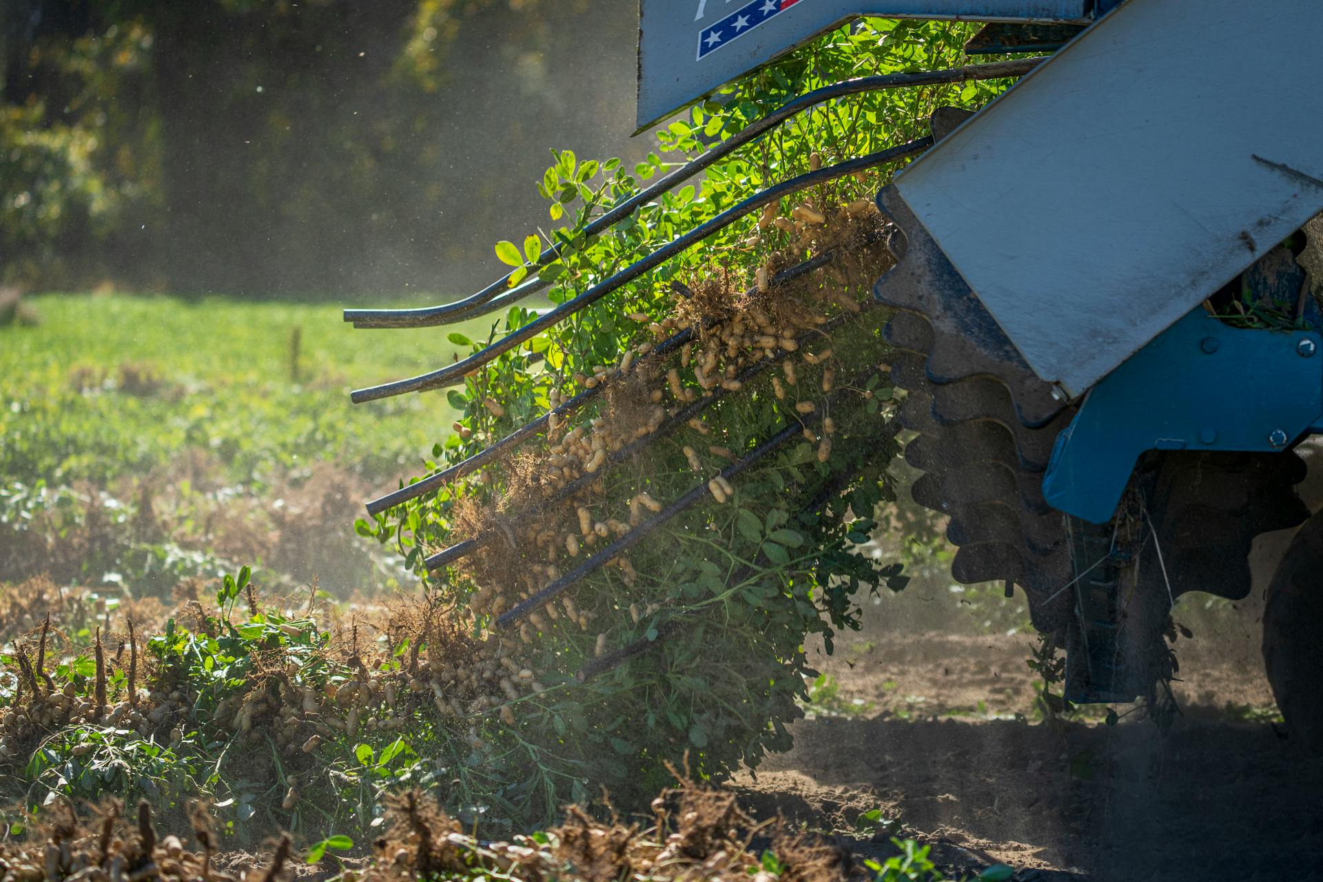 American Peanut Council Announces Reorganization Under New Leadership ...