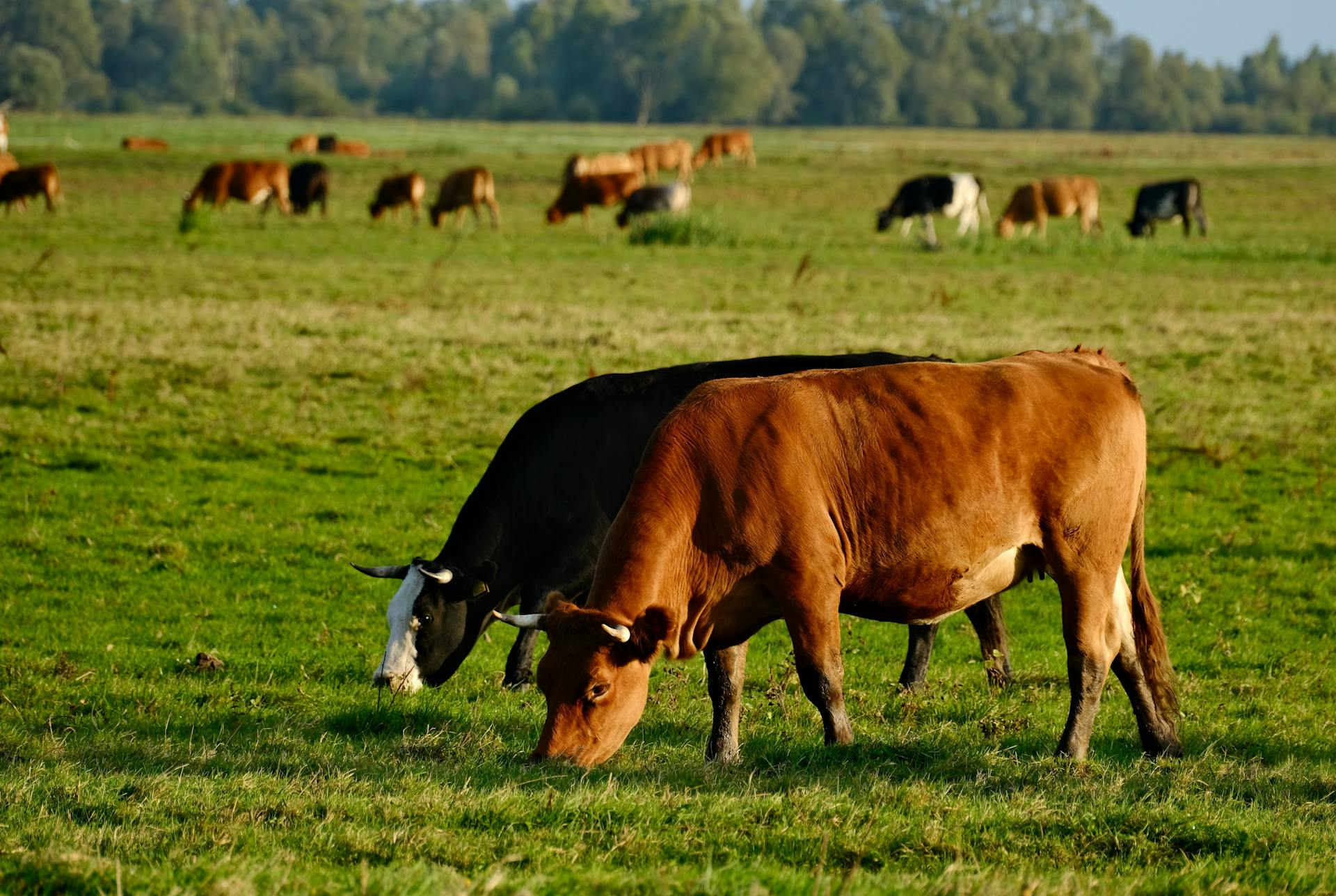Merck Animal Health Highlights SAFE-GUARD® Deworming Options for Cattle ...