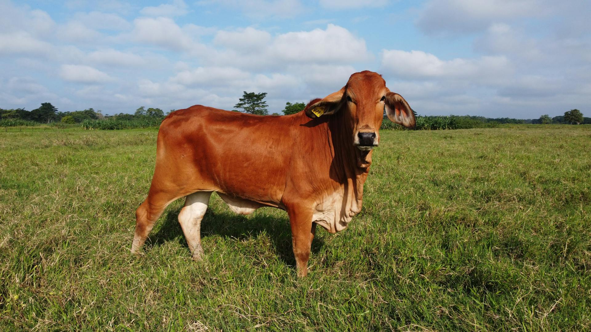 Florida Cattlemen’s President Shares Details on the Relationship ...